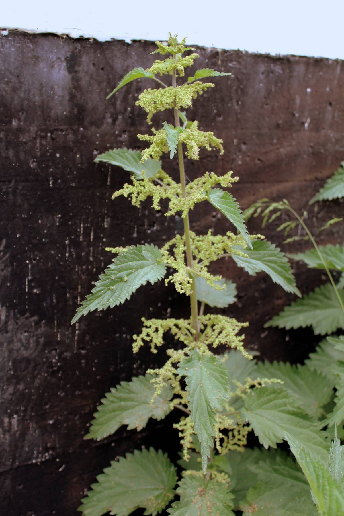 Brennnessel | Garten Wissen