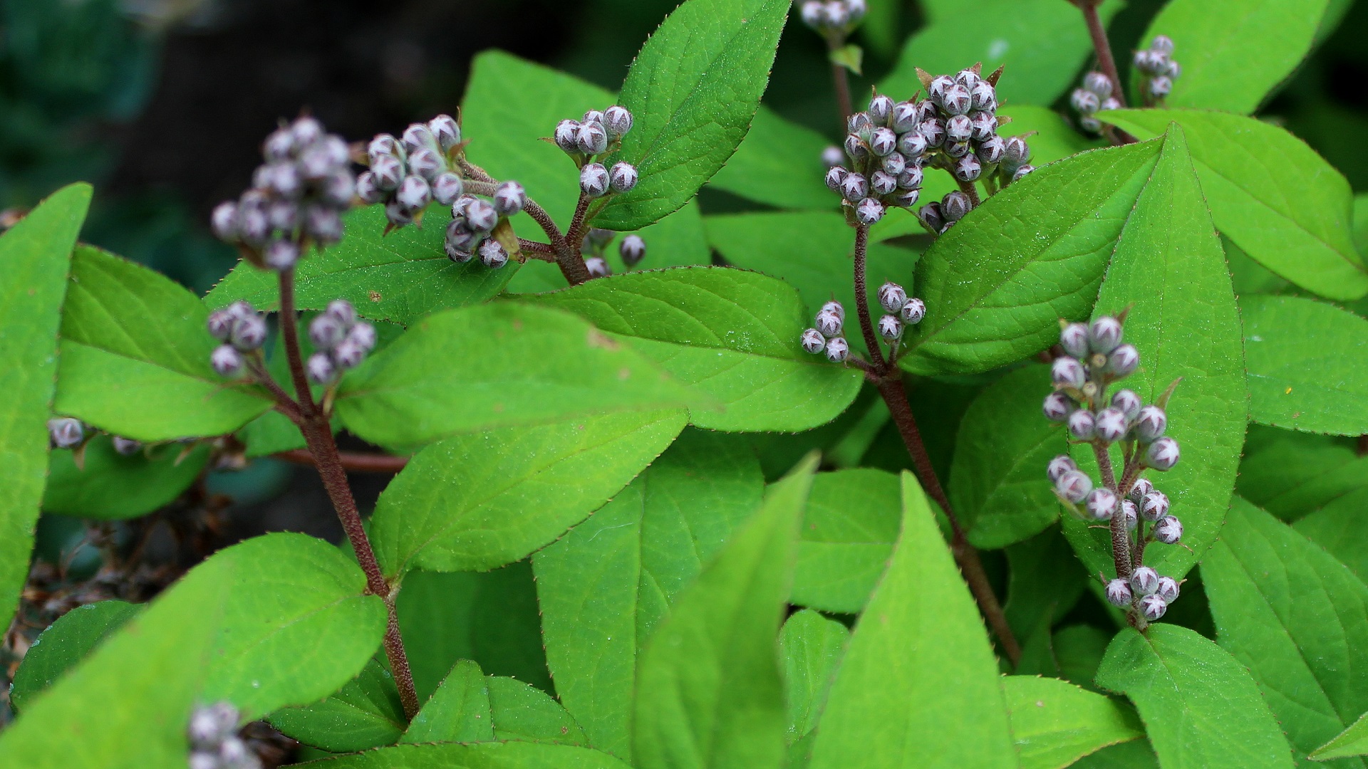 Apfelbeere (Aronia melanocarpa) | Garten Wissen