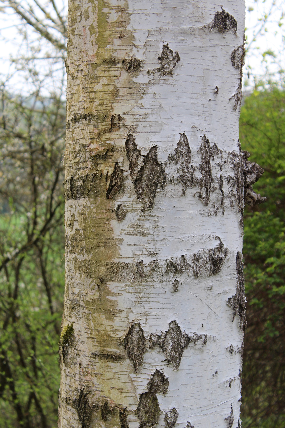 birkenrinde sonnenseite apr 25 2015 s2 | Garten Wissen