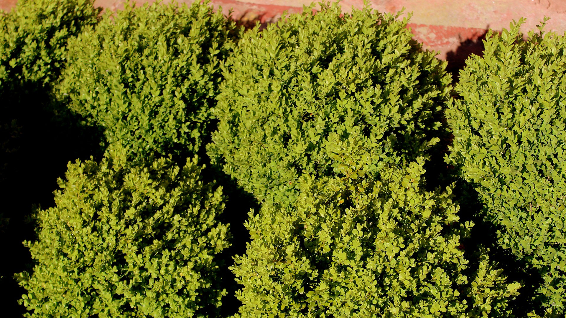 Buchs (Buxus sempervirens) | Heckenpflanzen | Garten Wissen