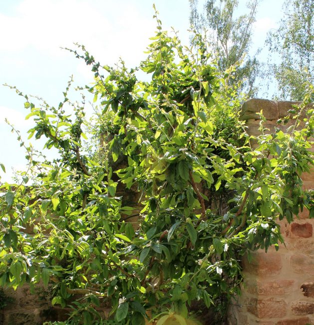 Echte Mispel (Mespilus germanica) | Obstbäume | Garten Wissen