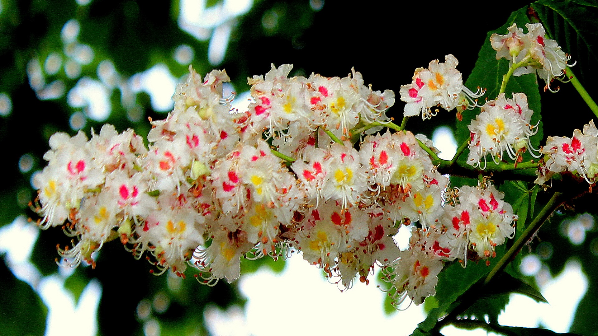 Gewöhnliche Rosskastanie | Garten Wissen
