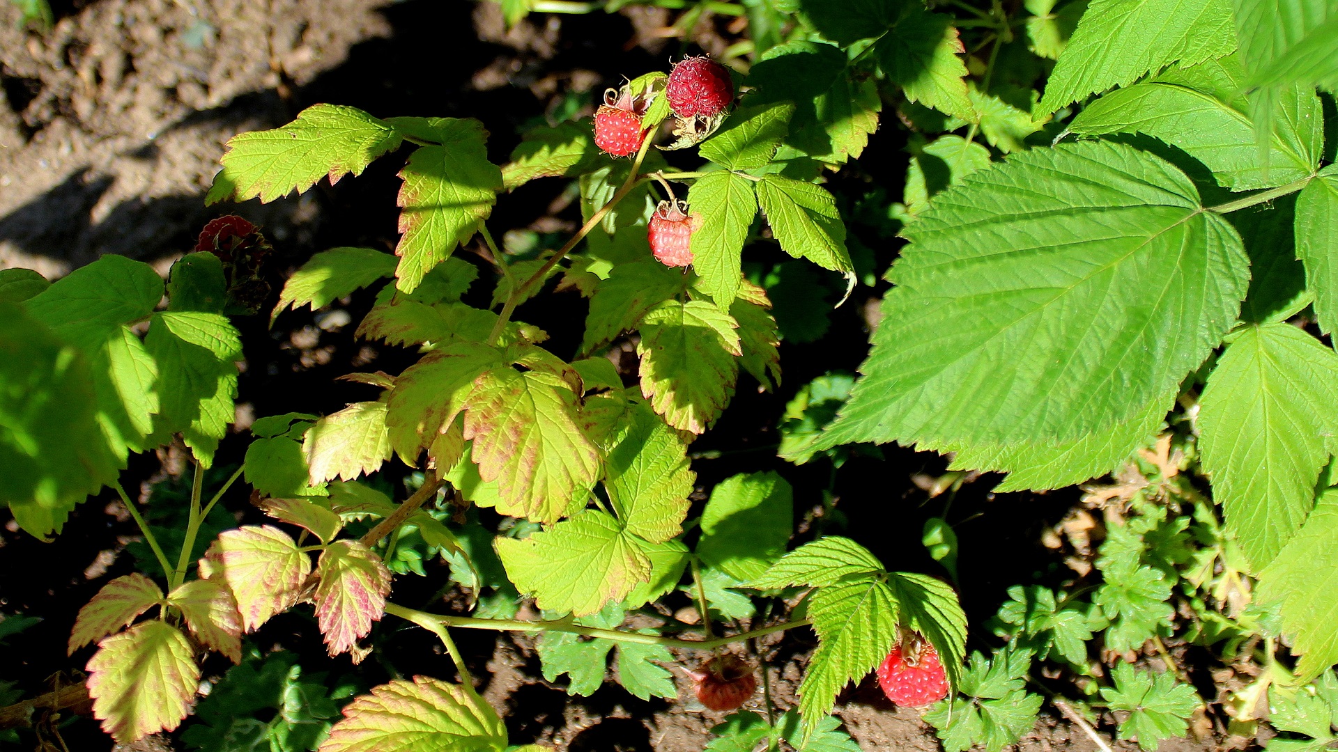 Himbeere (Rubus idaeus) | Nutzsträucher | Garten Wissen