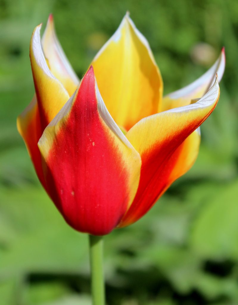 Lilienblütige Tulpen | Tulpen | Garten Wissen