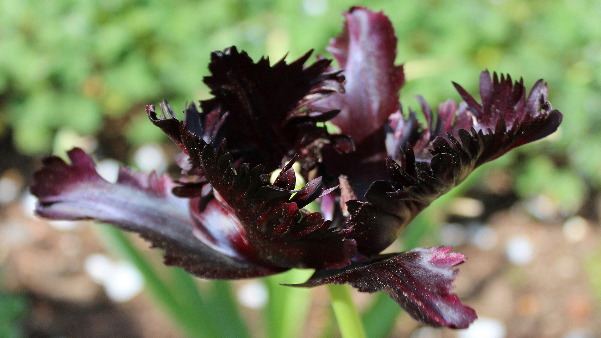 Papagei-Tulpen | Garten Wissen