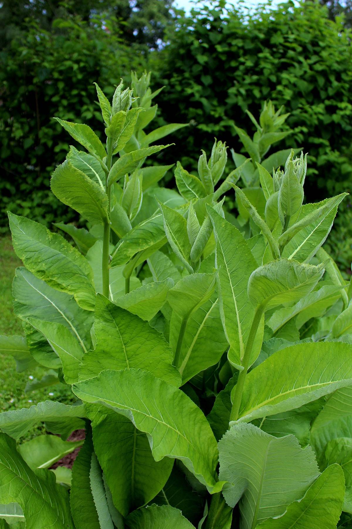 Alant (Inula helenium) | Garten Wissen