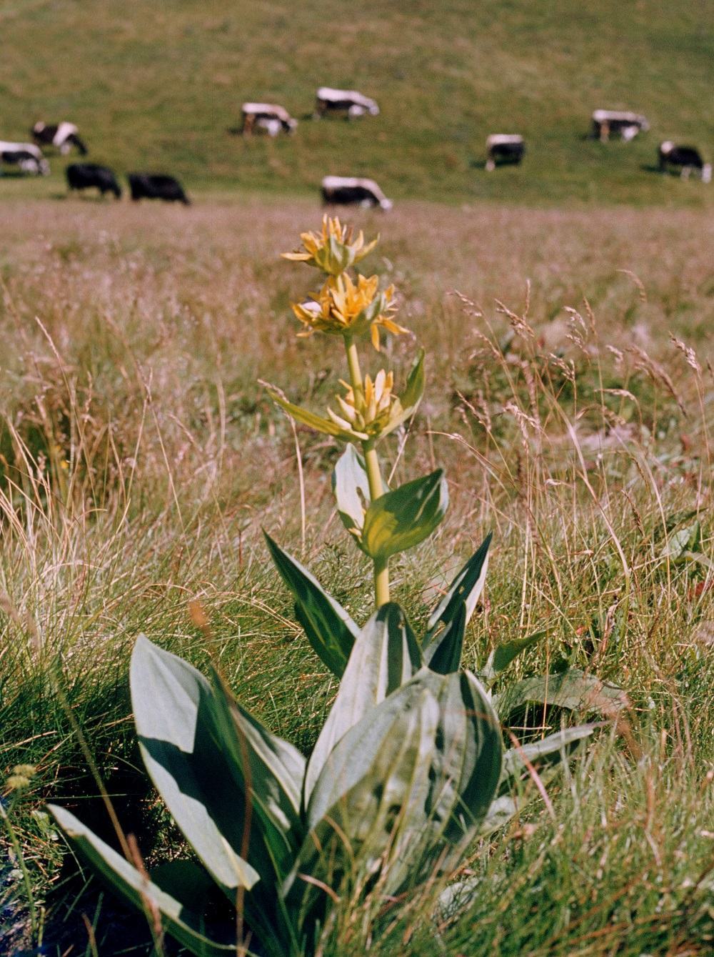 Gelber Enzian (Gentiana lutea) | Garten Wissen