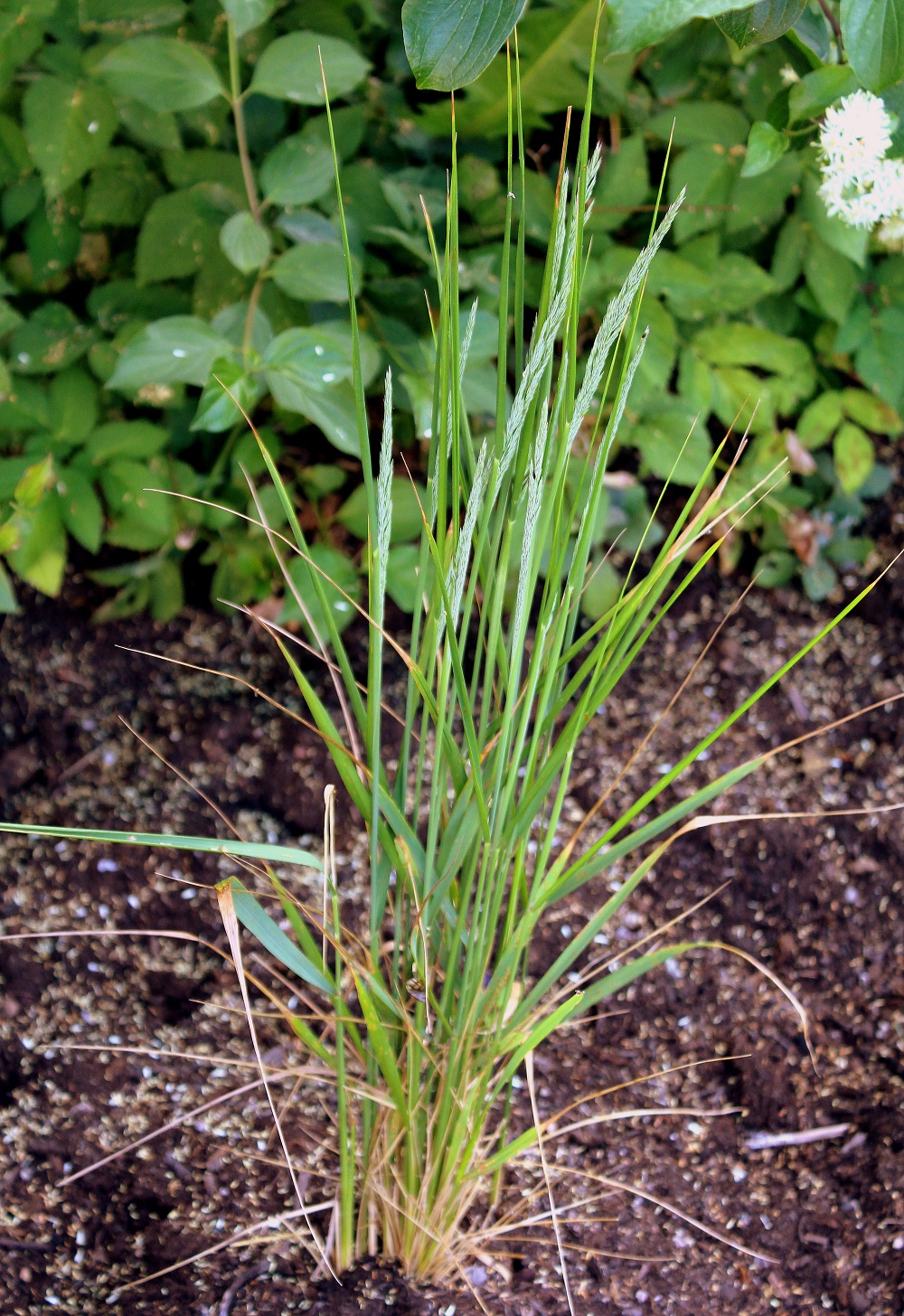 Reitgras | Garten Wissen