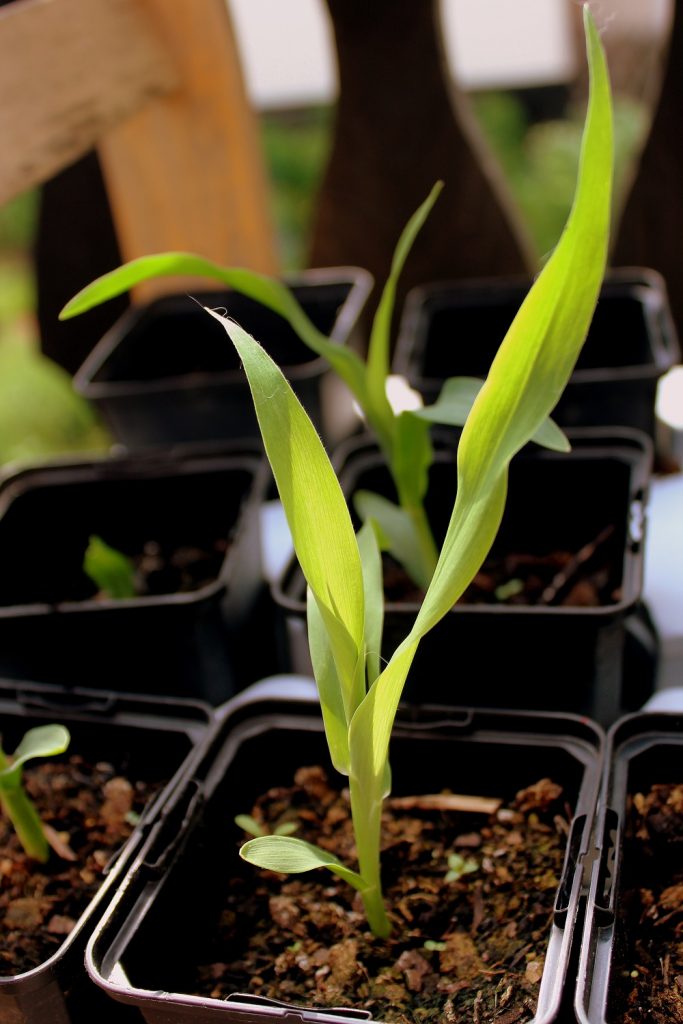 Mais (Zea mays) | Gemüse | Garten Wissen
