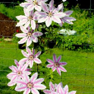 Gartenzäune | Garten Wissen