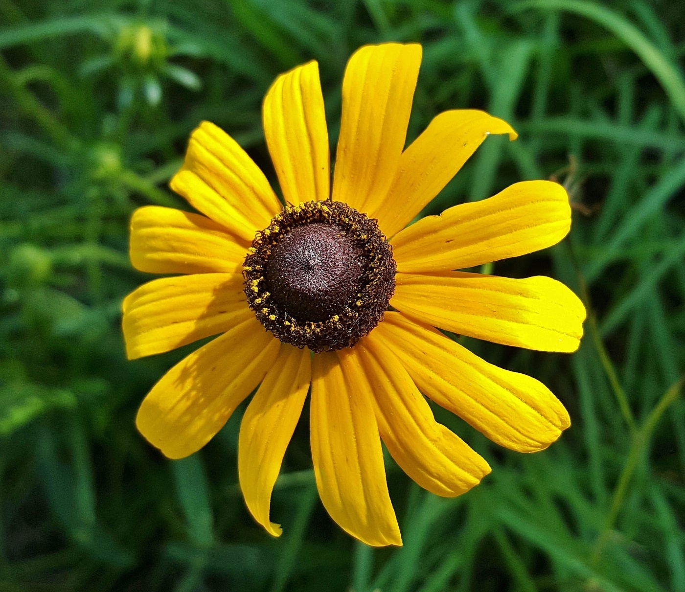 Rauer Sonnenhut Rudbeckia Hirta Sonnenhut Garten Wissen rauer-sonnenhut-rudbeckia-hirta-sonnenhut-garten-wissen