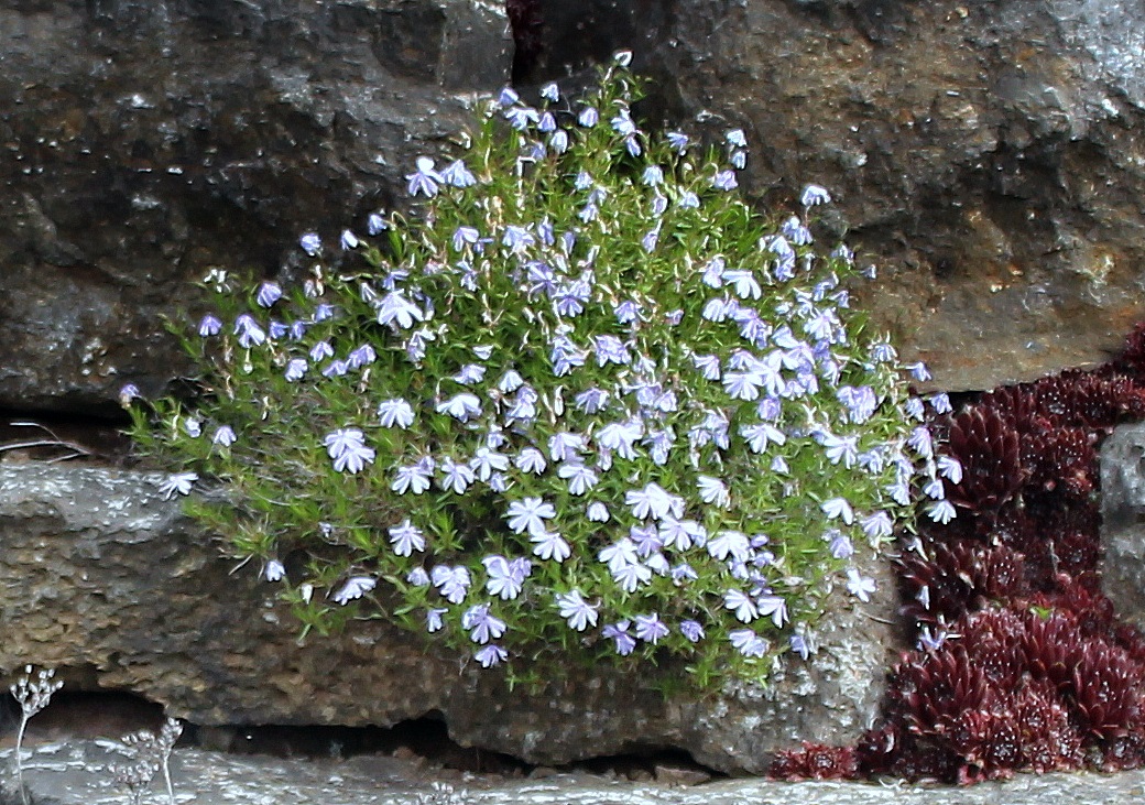 aubretia_03 | Garten Wissen