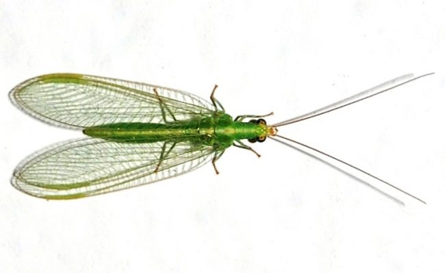 Florfliegen | Garten Wissen