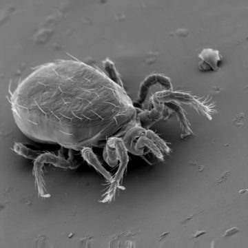 Raubmilben | Garten Wissen