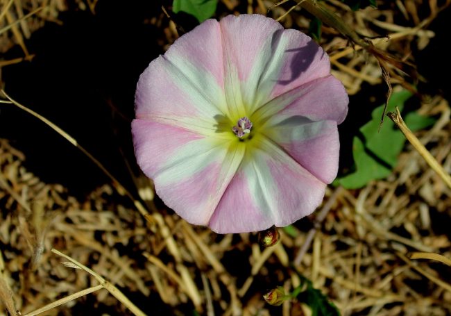 Ackerwinde (Convovulus arvensis) | Winden | Garten Wissen