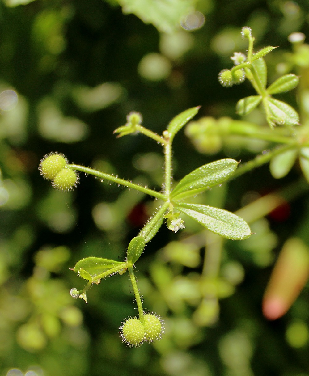 Kleine Klette (Arctium minus) | Kletten | Garten Wissen